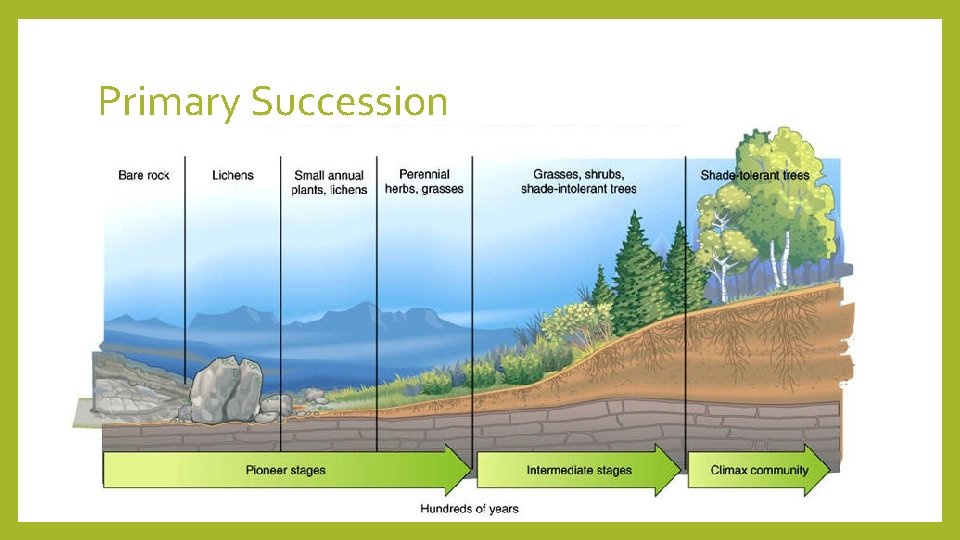 SUCCESSION Ecological Succession On the scale of a