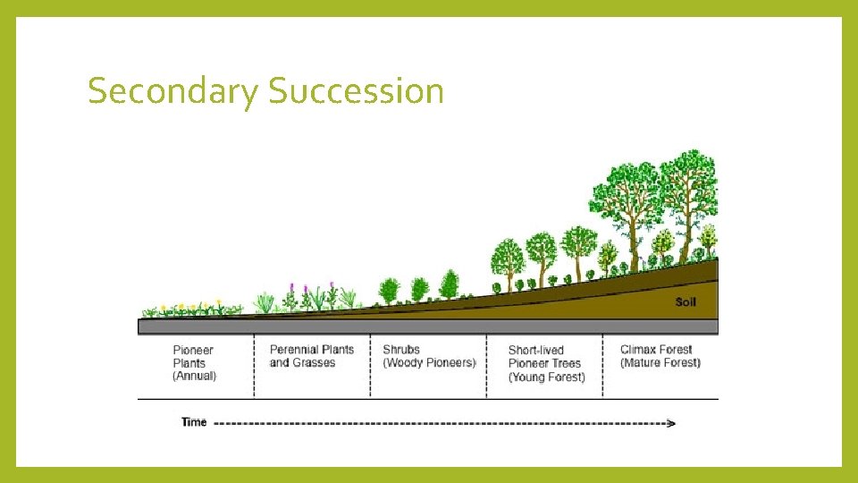 SUCCESSION Ecological Succession On the scale of a