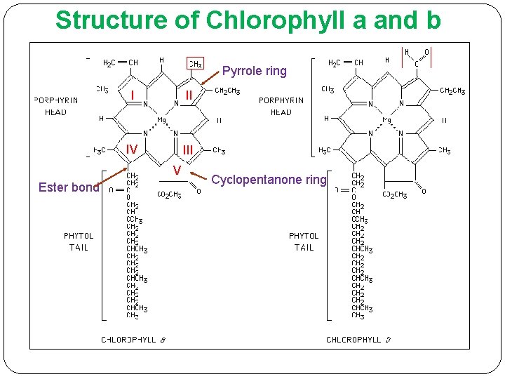 PHOTOSYNTHESIS Lecture Prepared by Dr Laxmi Kant LIGHT