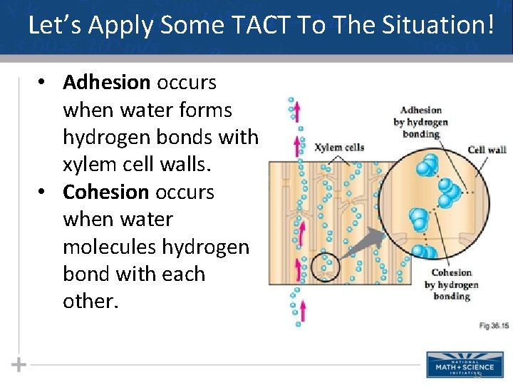 Botany Part III Plant Nutrition Figure 36 2