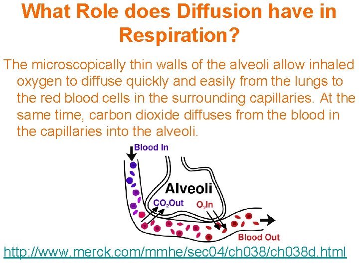 The Respiratory System Functions of the Respiratory System