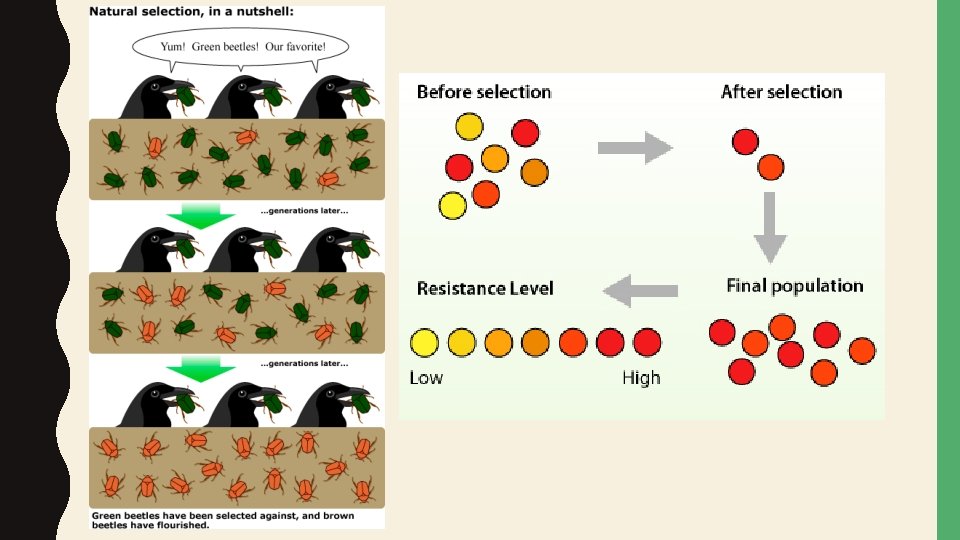 UNIT 7 NOTES ANTIBIOTIC RESISTANCE EVOLUTION 1 ADDIES