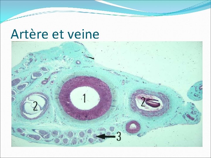 Histologie du systme vasculaire Plan Les vaisseaux sanguins