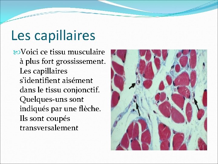 Histologie du systme vasculaire Plan Les vaisseaux sanguins
