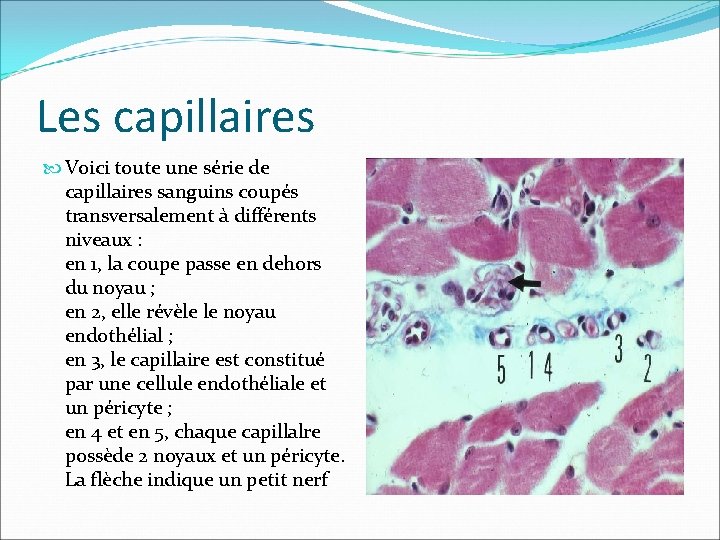 Histologie du systme vasculaire Plan Les vaisseaux sanguins