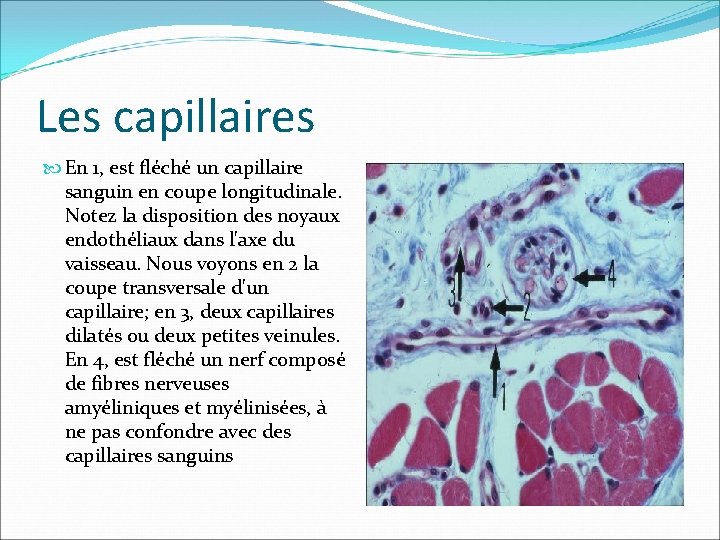 Histologie du systme vasculaire Plan Les vaisseaux sanguins