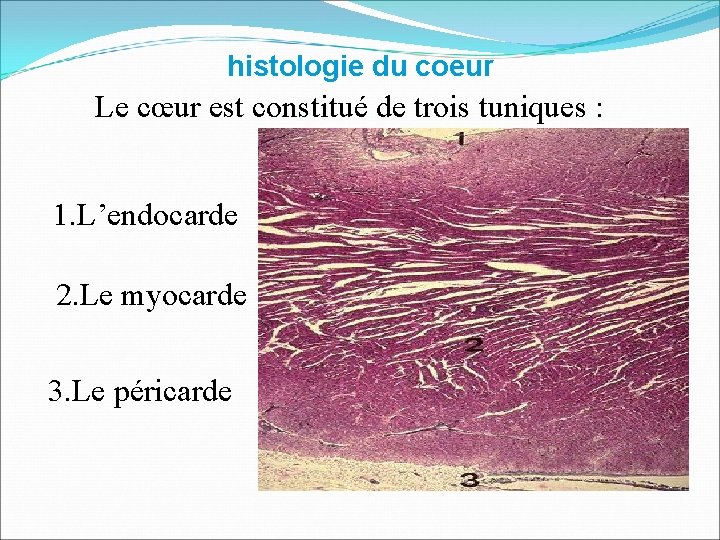 Histologie du systme vasculaire Plan Les vaisseaux sanguins