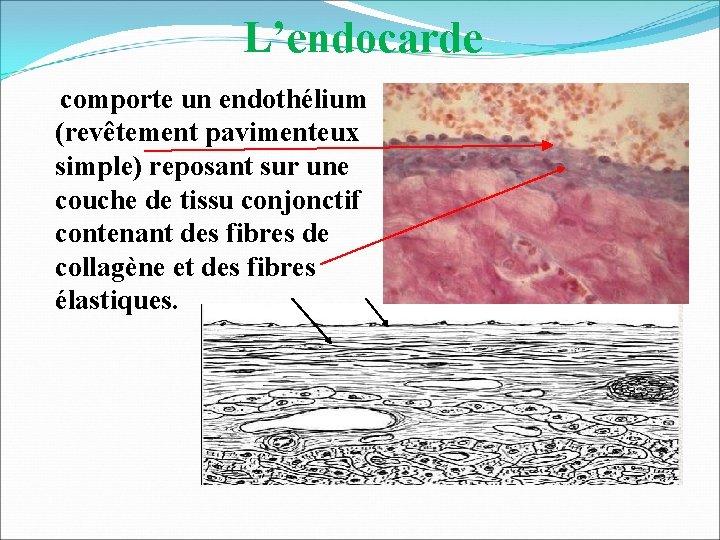 Histologie du systme vasculaire Plan Les vaisseaux sanguins