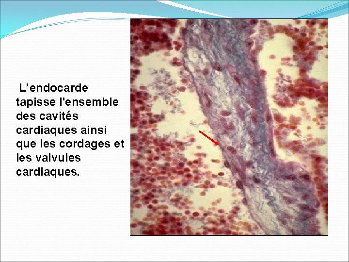Histologie du systme vasculaire Plan Les vaisseaux sanguins