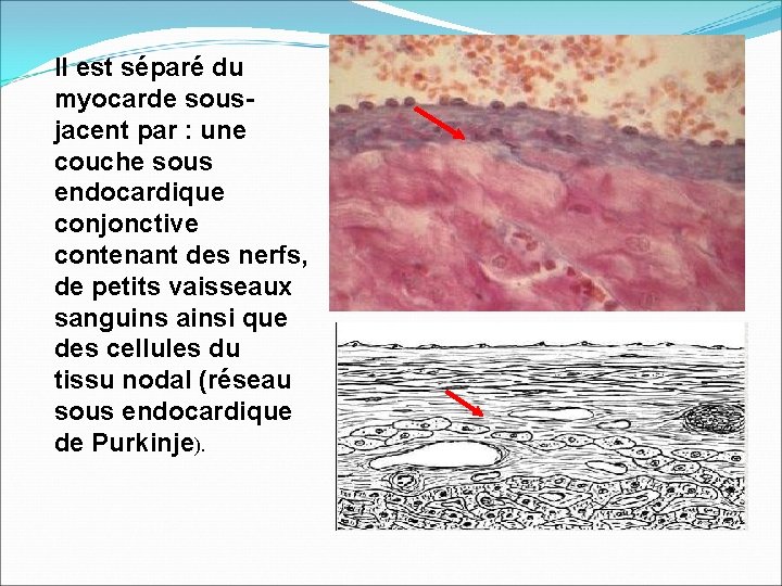 Histologie du systme vasculaire Plan Les vaisseaux sanguins