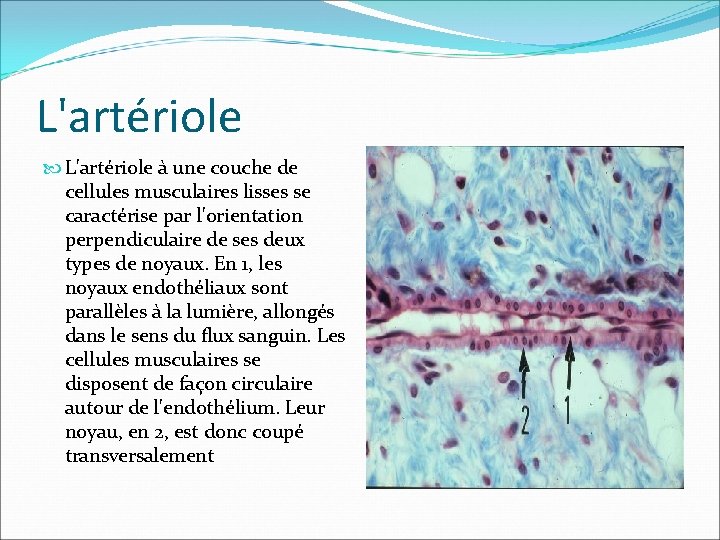 Histologie du systme vasculaire Plan Les vaisseaux sanguins