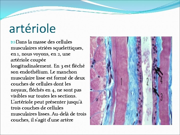 Histologie du systme vasculaire Plan Les vaisseaux sanguins