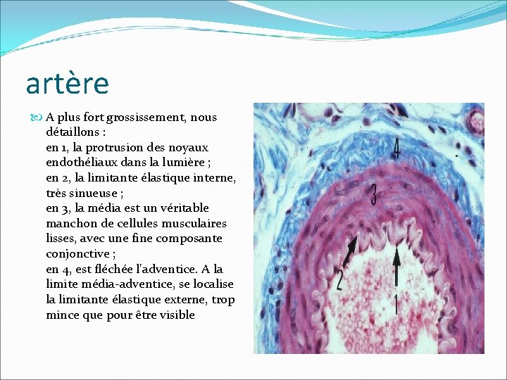 Histologie du systme vasculaire Plan Les vaisseaux sanguins