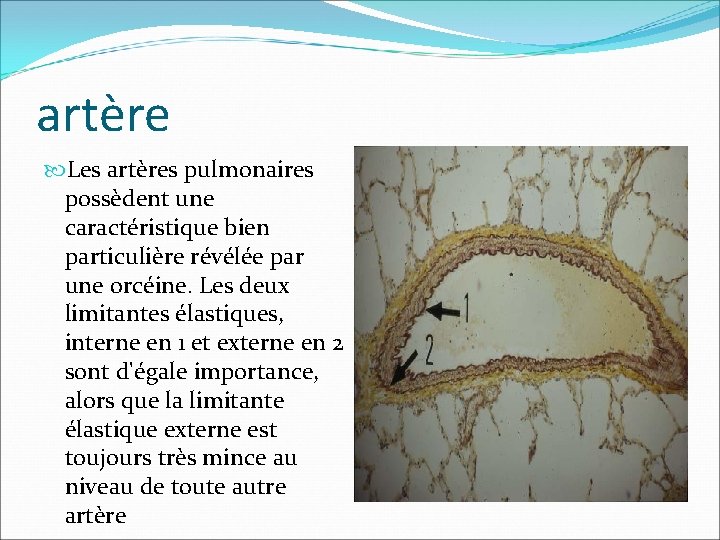 Histologie du systme vasculaire Plan Les vaisseaux sanguins