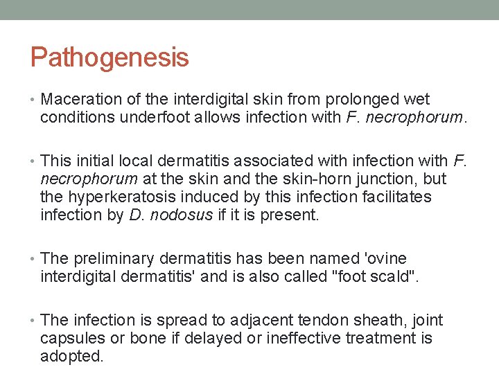 INFECTIOUS FOOT ROT IFR Contagious foot rot Infectious