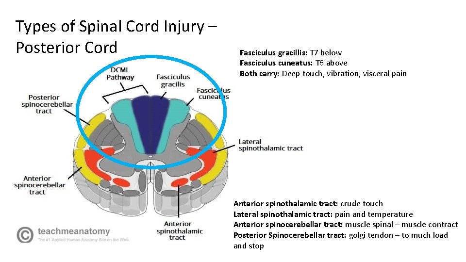 Spinal cord tracks Fasciculus gracillis T 7 below