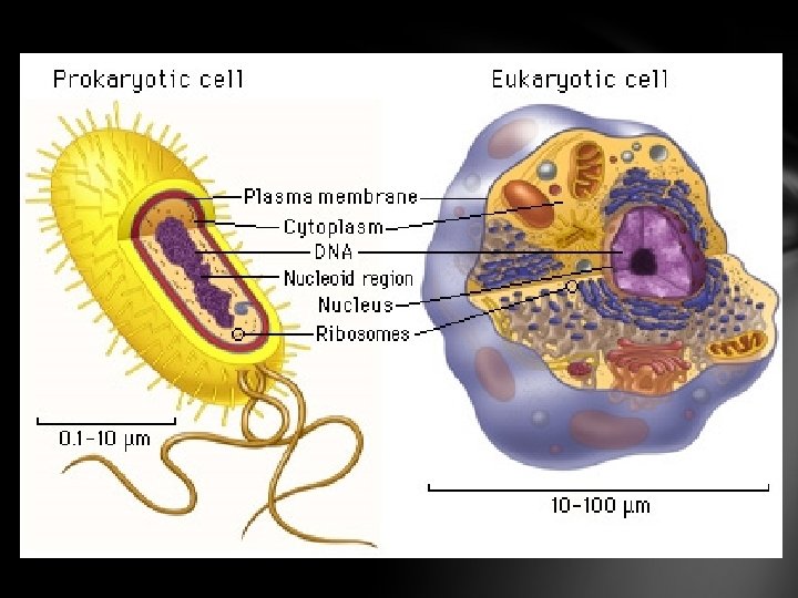 Prokaryotes and Eukaryotes Cells differ based on size