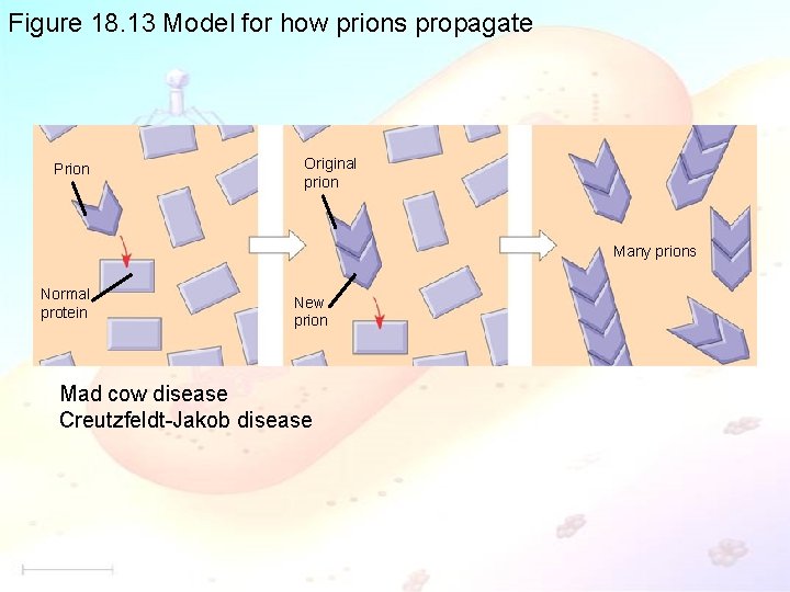 The Genetics of Viruses Bacteria 1 What do