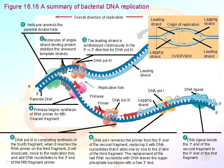 The Genetics of Viruses Bacteria 1 What do