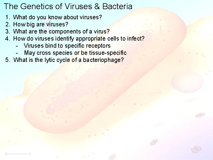 The Genetics of Viruses Bacteria 1 What do