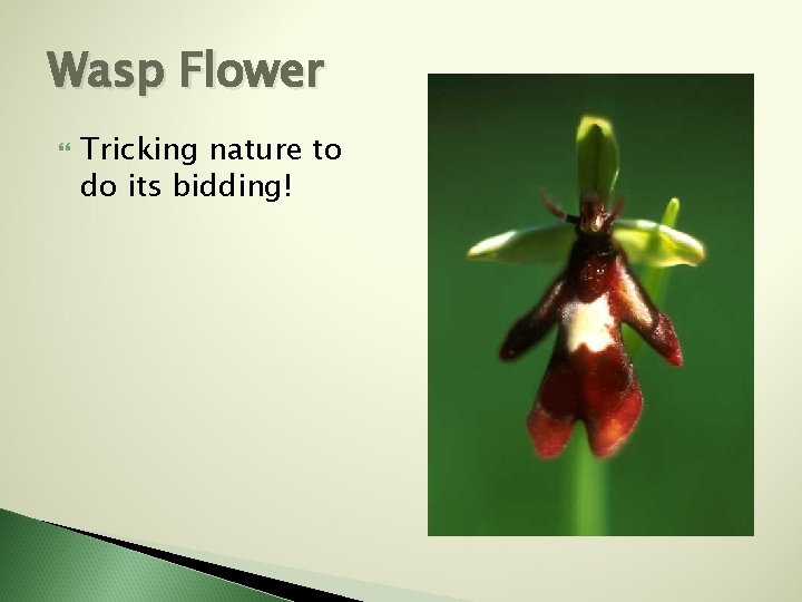 Topic 9 Plant Structure Part II Biology HL