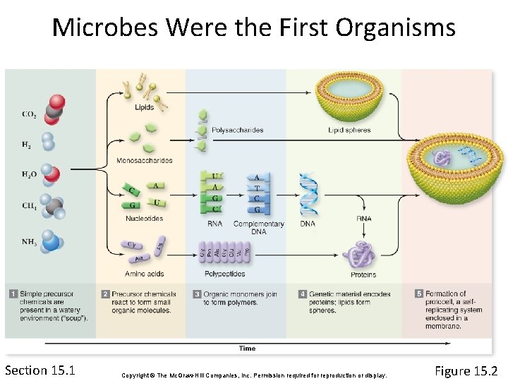 Chapter 15 Evolution and Diversity of Microbial Life