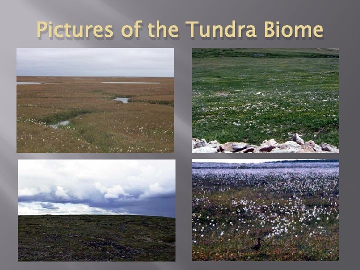 TUNDRA BIOME By Josh Loflin Kyla R Location