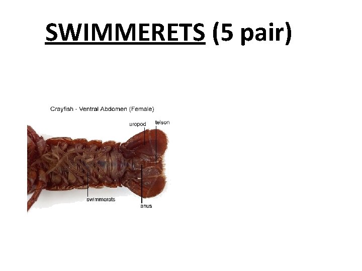 CRAYFISH DISSECTION ARTHROPODA jointed foot Arthro joint pod