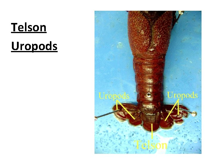 CRAYFISH DISSECTION ARTHROPODA jointed foot Arthro joint pod