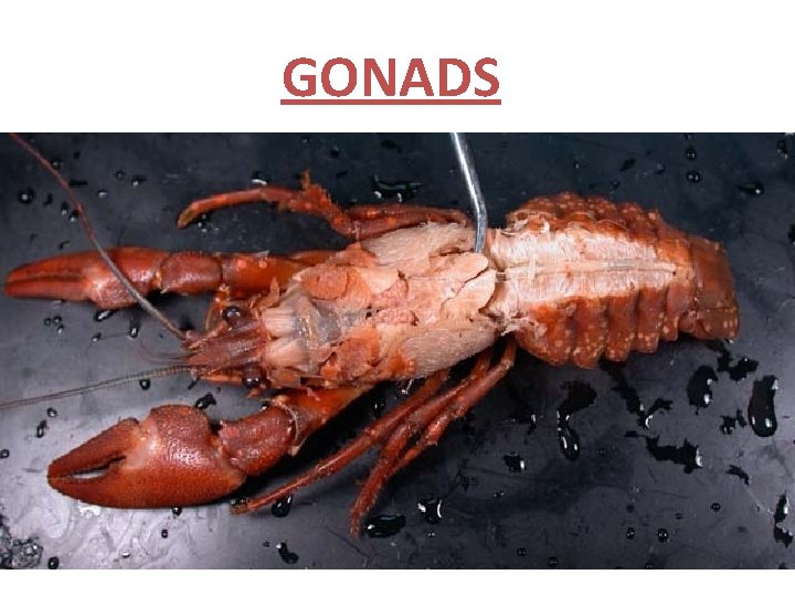 CRAYFISH DISSECTION ARTHROPODA jointed foot Arthro joint pod