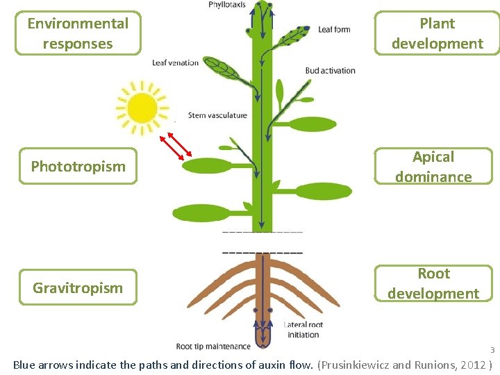 Center of Biotechnology of Sfax Tunisia Laboratory of