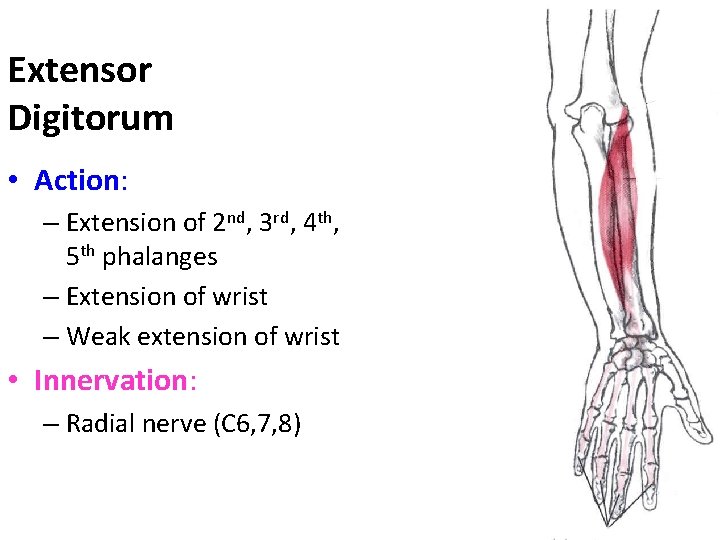 Muscles of the forearm Posterior compartment Post Forearm