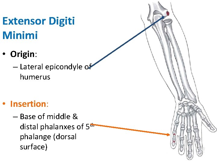 Muscles of the forearm Posterior compartment Post Forearm