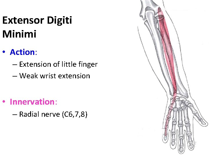Muscles of the forearm Posterior compartment Post Forearm