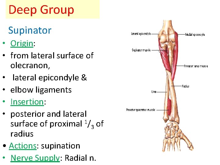 Muscles of the forearm Posterior compartment Post Forearm