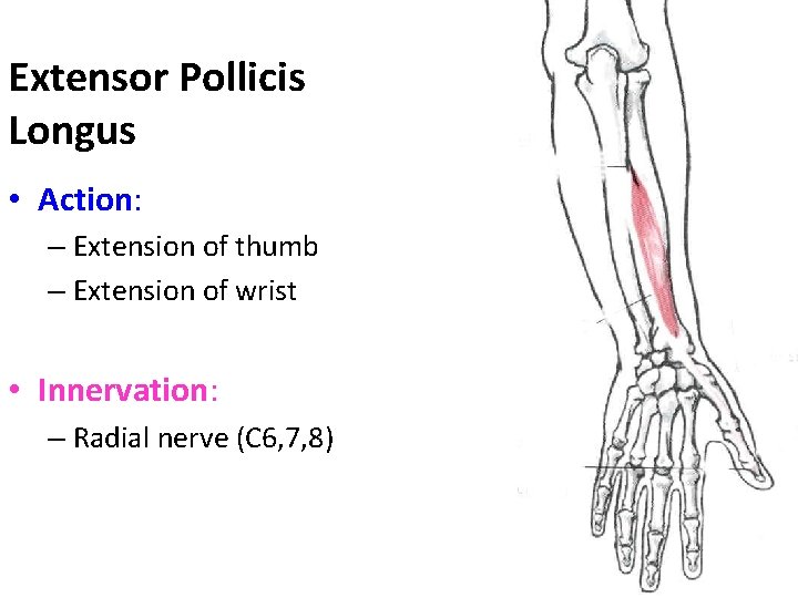 Muscles of the forearm Posterior compartment Post Forearm