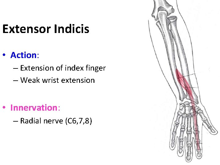 Muscles of the forearm Posterior compartment Post Forearm