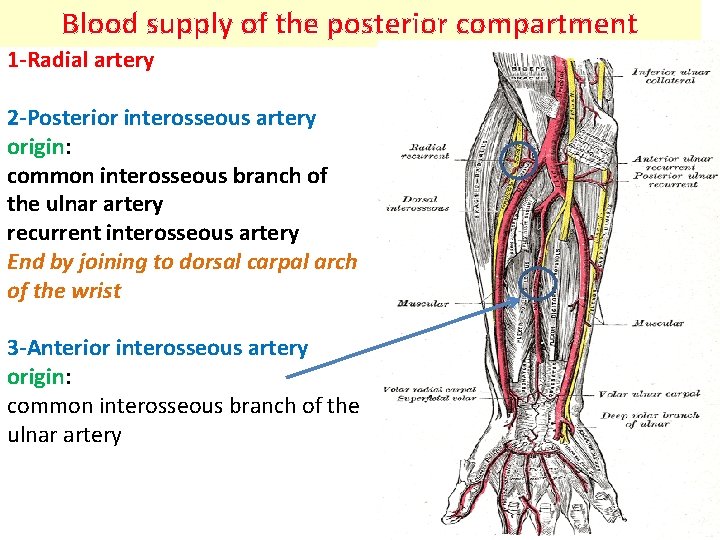 Muscles of the forearm Posterior compartment Post Forearm