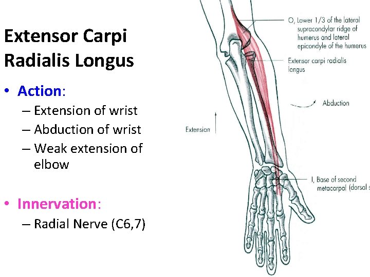 Muscles of the forearm Posterior compartment Post Forearm