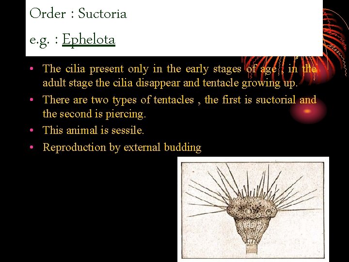 Phylum Protozoa Order Foraminifera e g Globigerina Its
