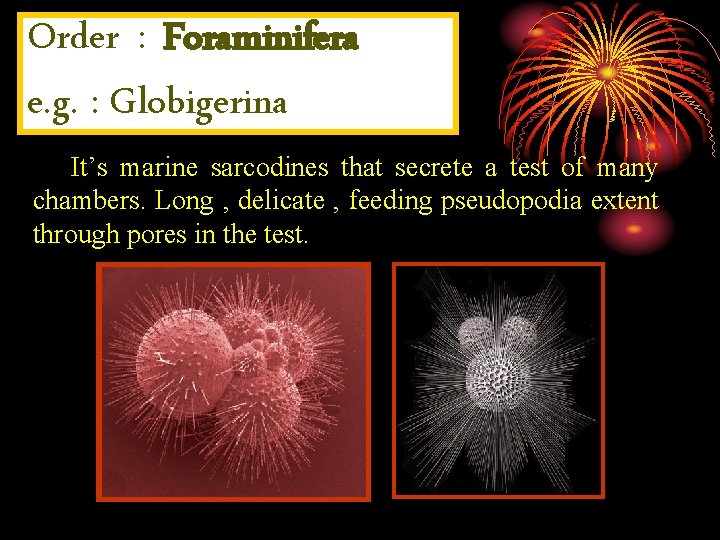 Phylum Protozoa Order Foraminifera e g Globigerina Its