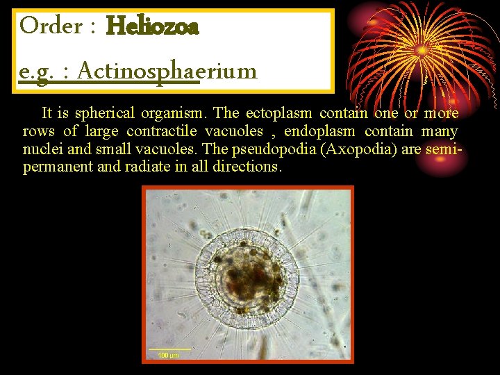 Phylum Protozoa Order Foraminifera e g Globigerina Its