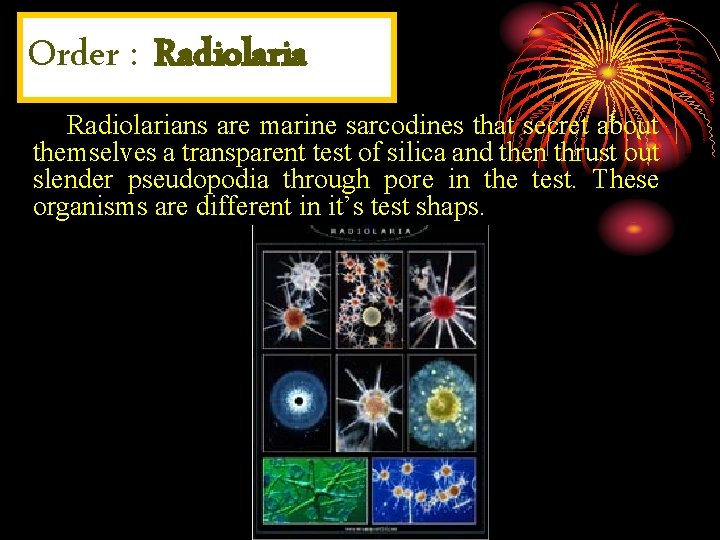 Phylum Protozoa Order Foraminifera e g Globigerina Its