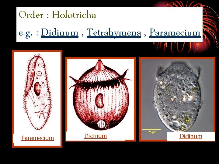Phylum Protozoa Order Foraminifera e g Globigerina Its