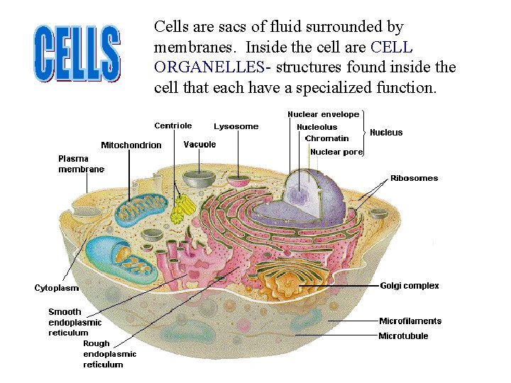 ALL living things are made of cells from