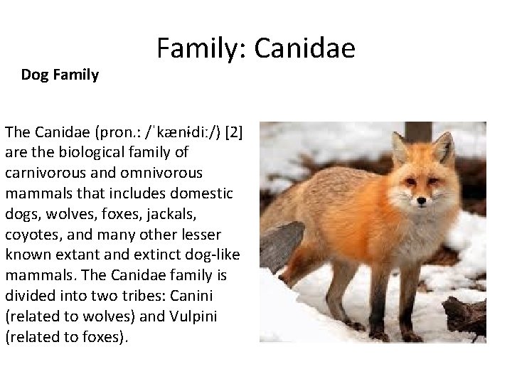 Carnivores Bonneville High School Vertebrate Zoology Family Mustelidae