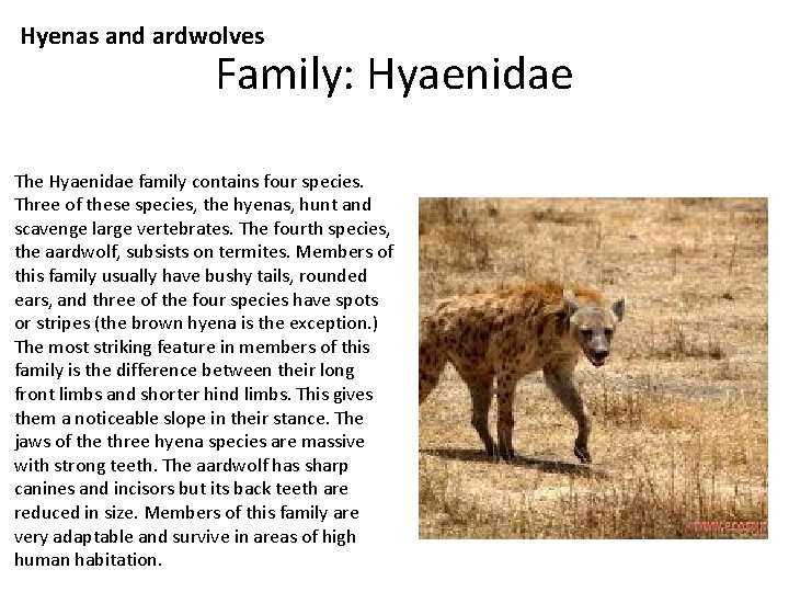 Carnivores Bonneville High School Vertebrate Zoology Family Mustelidae