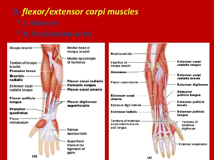 G Muscles of the Arm move the forearm