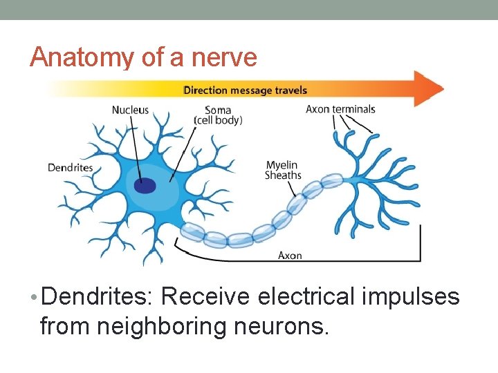 NERVOUS SYSTEM Functions of the nervous system Receives
