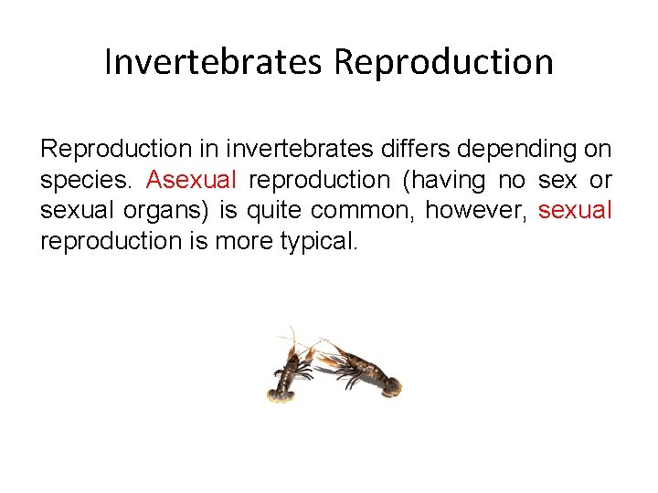 INVERTEBRATES REPRODUCTION Mara Paula Vlez R Some characteristics